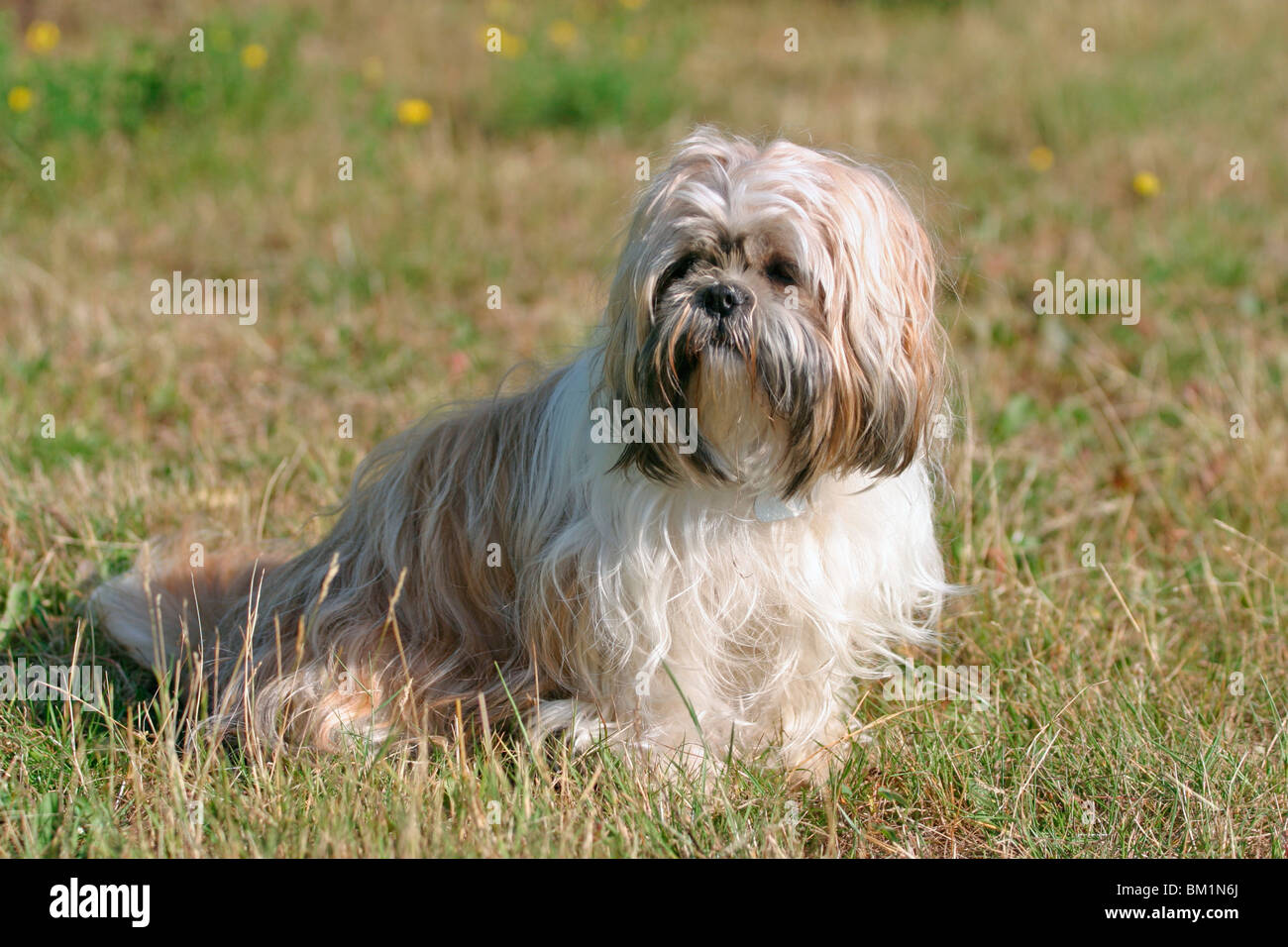 sitzender / sitting Shih Tzu Stock Photo - Alamy