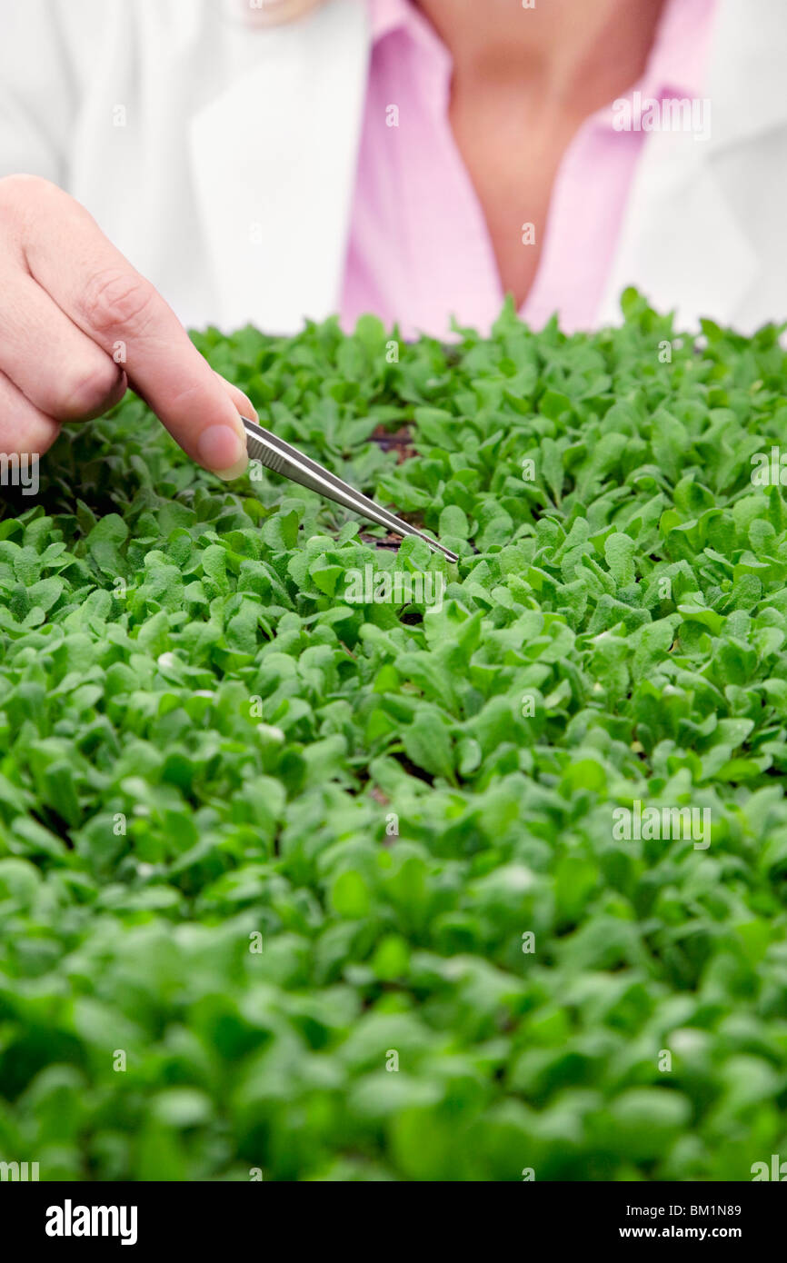 Female scientist researching on plants in a laboratory Stock Photo - Alamy
