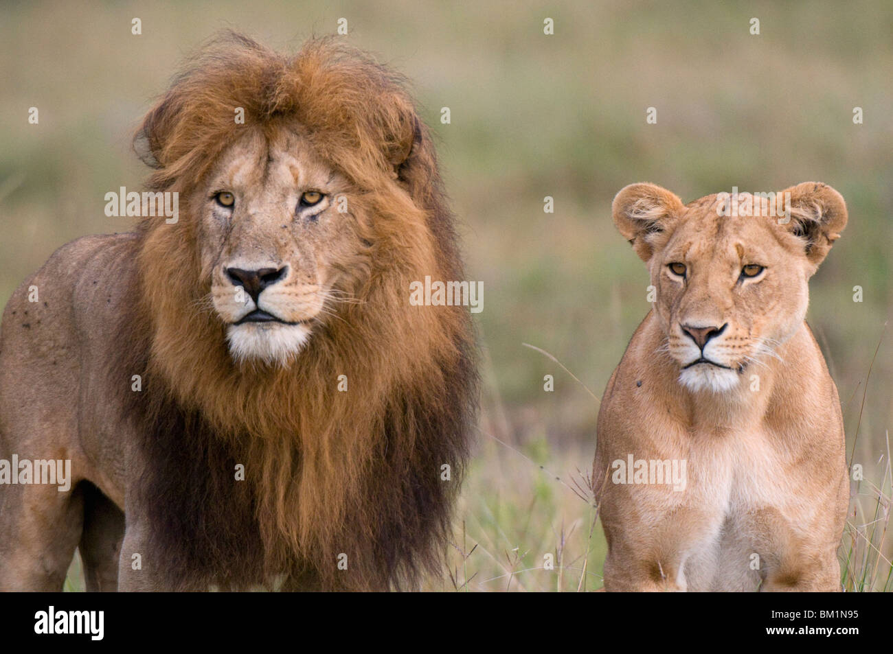 Lion pair (Panthera leo), Masai Mara National Reserve, Kenya, East ...