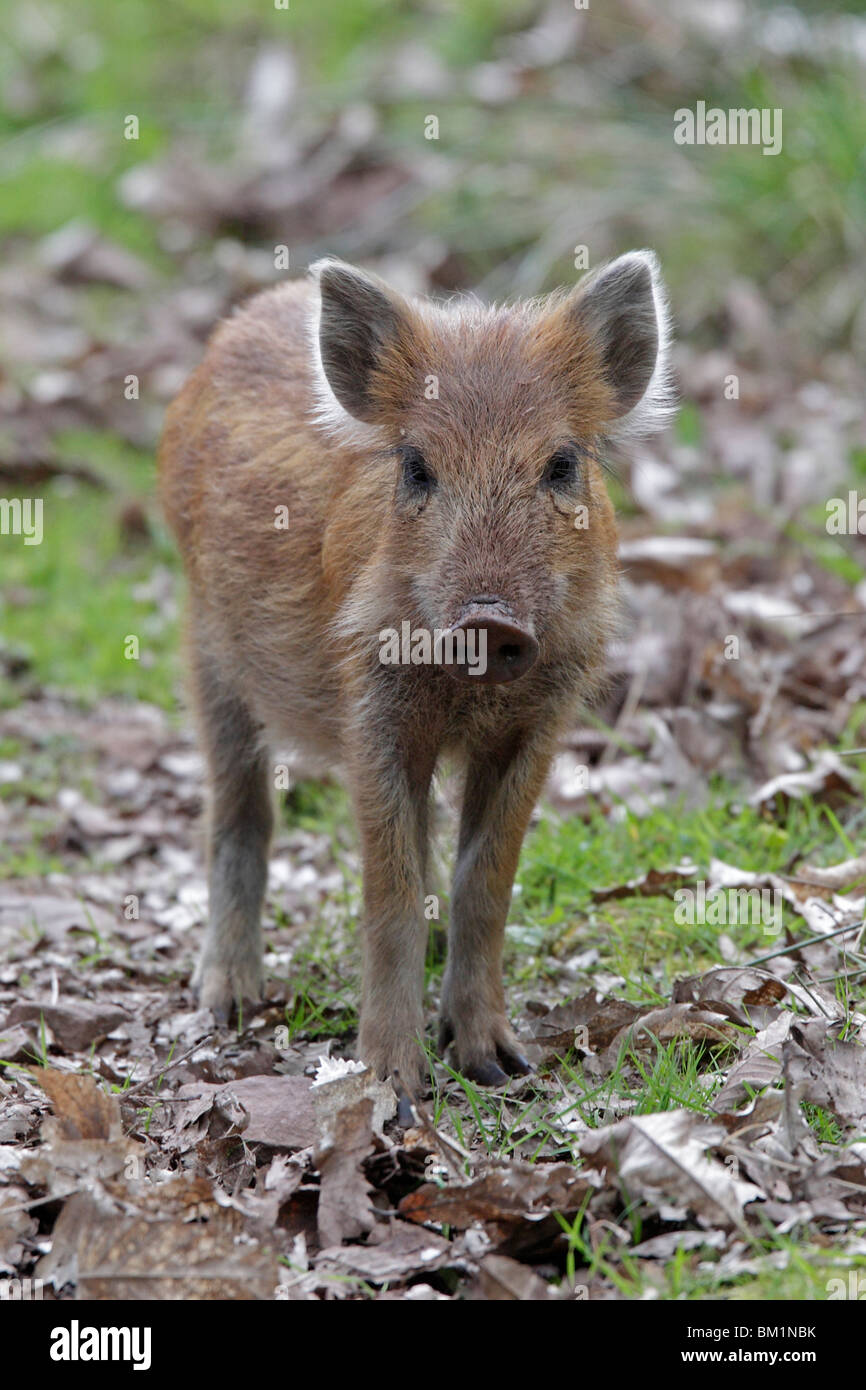 Wild Boar piglet in the Forest of Dean Stock Photo - Alamy