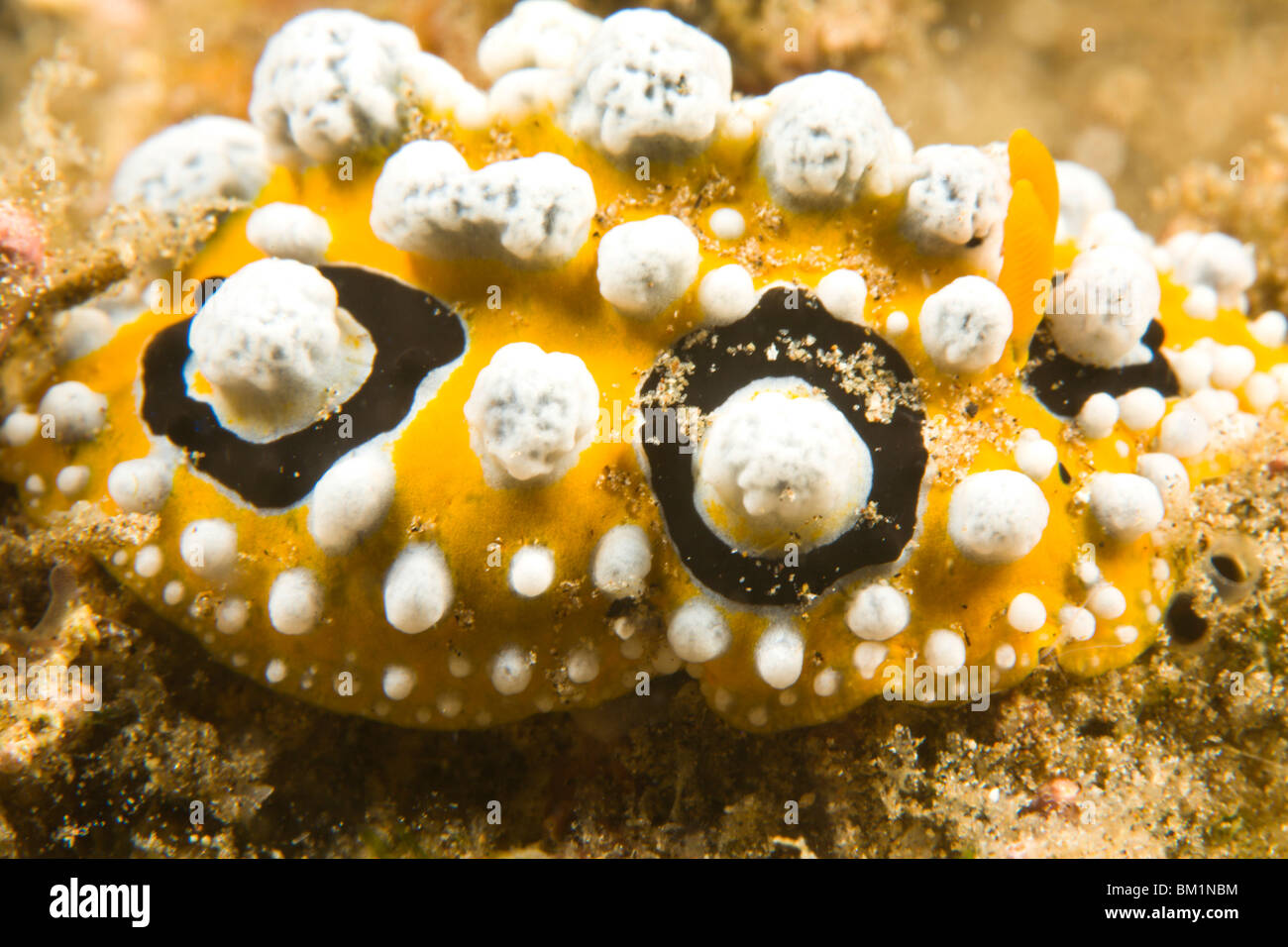 Nudibranch Phyllidia ocellata Dumaguete capital of Negro Oriental ...