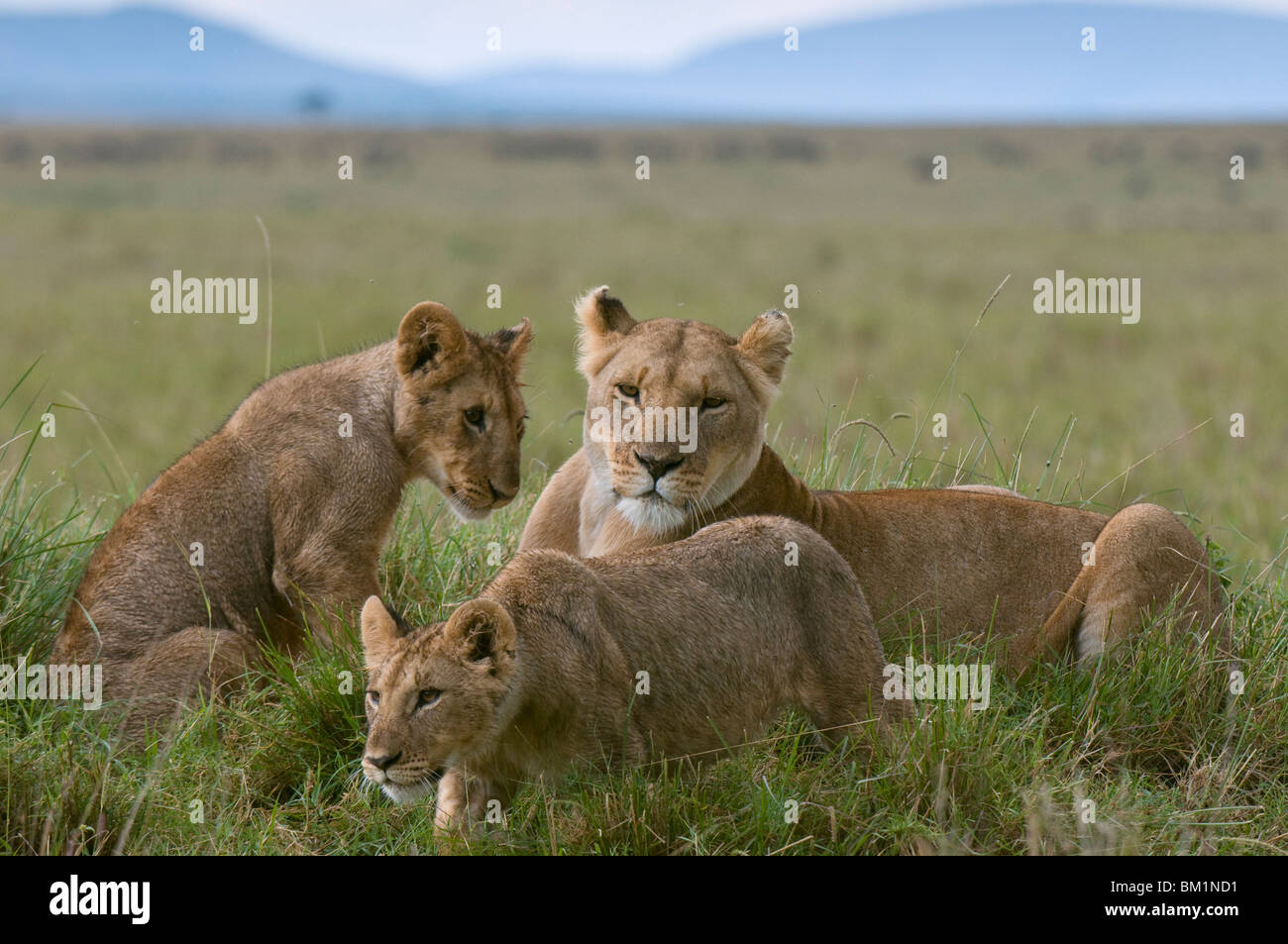 Lioness and cubs (Panthera leo), Masai Mara National Reserve, Kenya, East Africa, Africa Stock ...