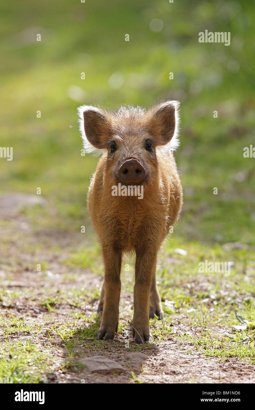 Wild Boar piglet in the Forest of Dean Stock Photo - Alamy