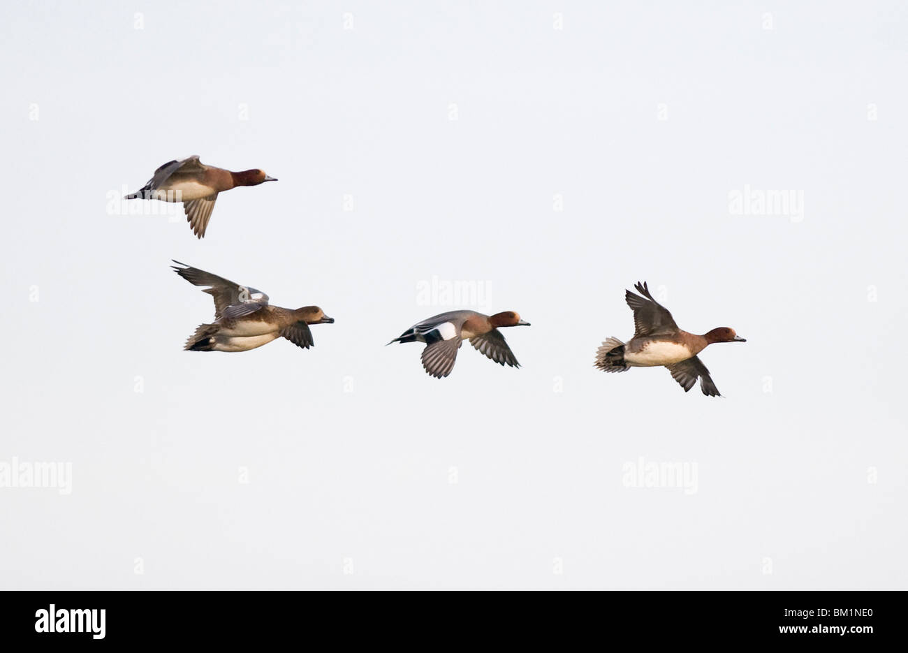 Wigeon In Flight Stock Photo - Alamy