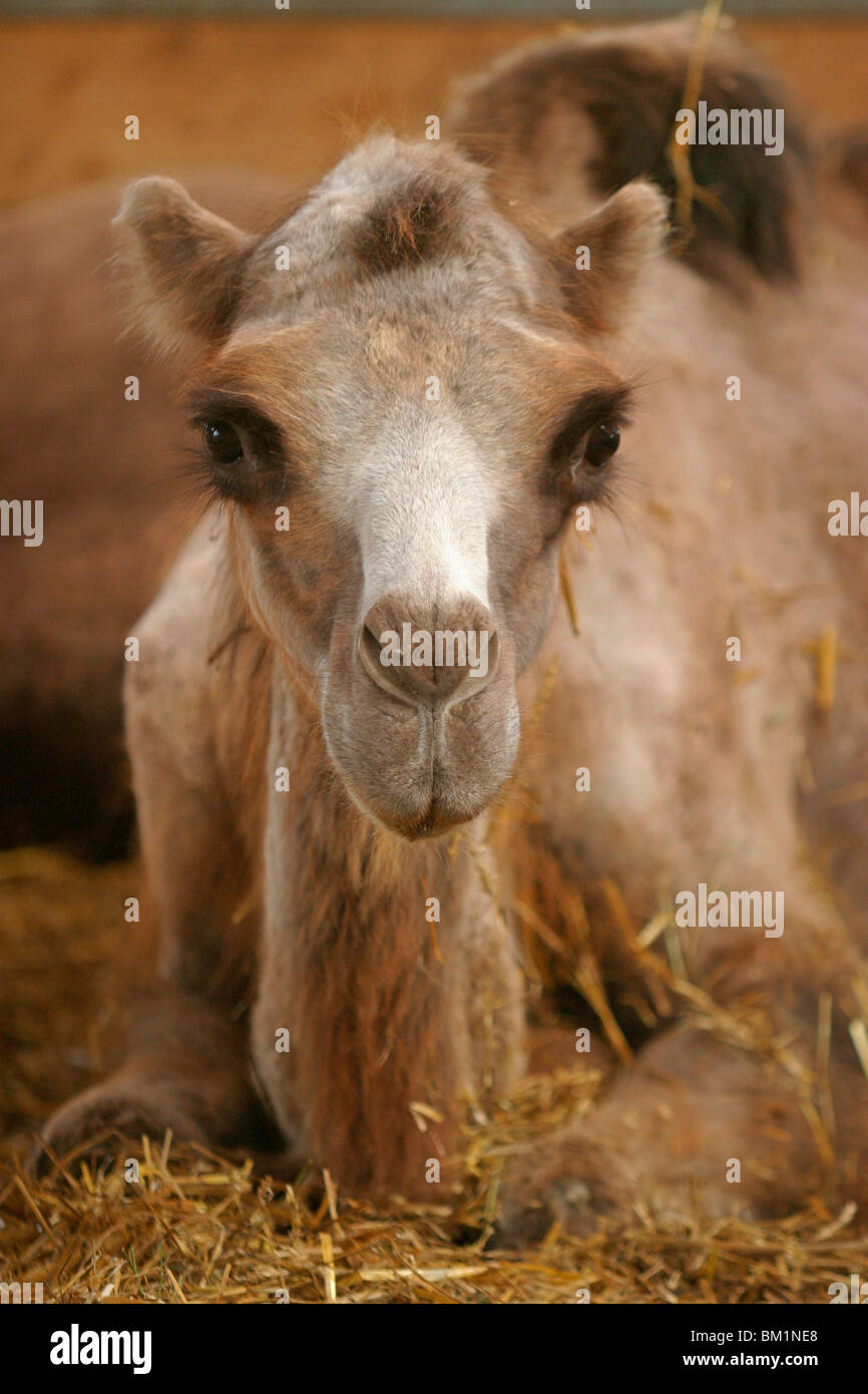 Batricans hi-res stock photography and images - Alamy