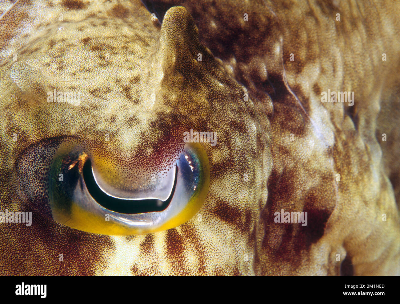 Cuttlefish Eyes