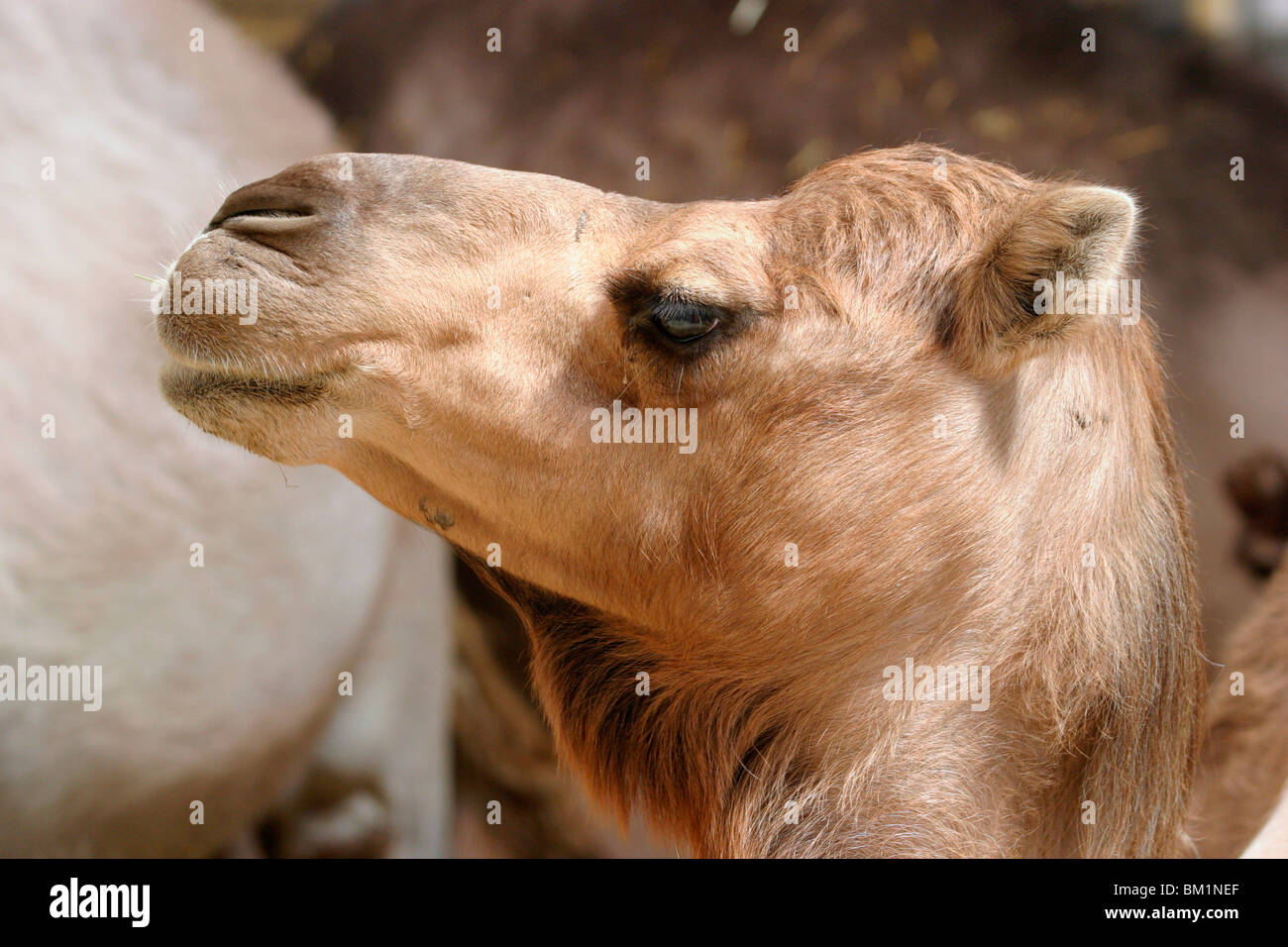 Kopf eines Dromedares / Dromedary head Stock Photo - Alamy