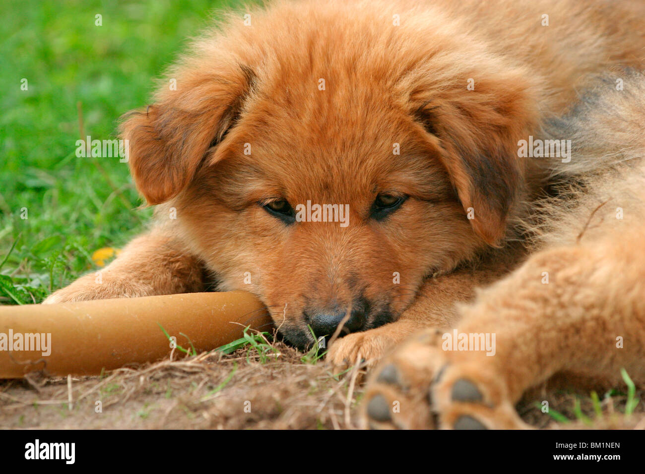 Harzer Fuchs Welpe / Puppy Stock Photo - Alamy