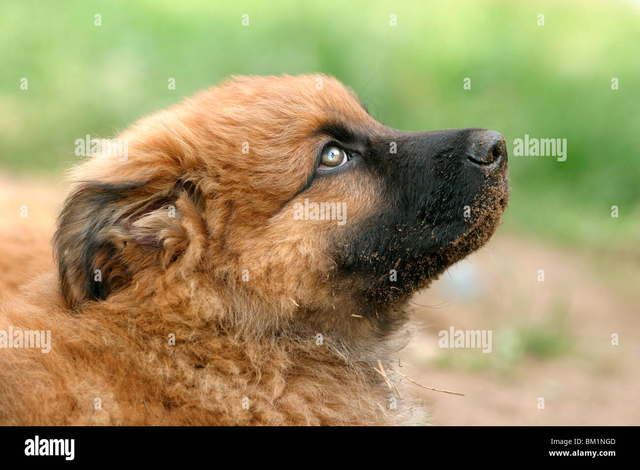 Dog harzer fuchs puppy hi-res stock photography and images - Alamy