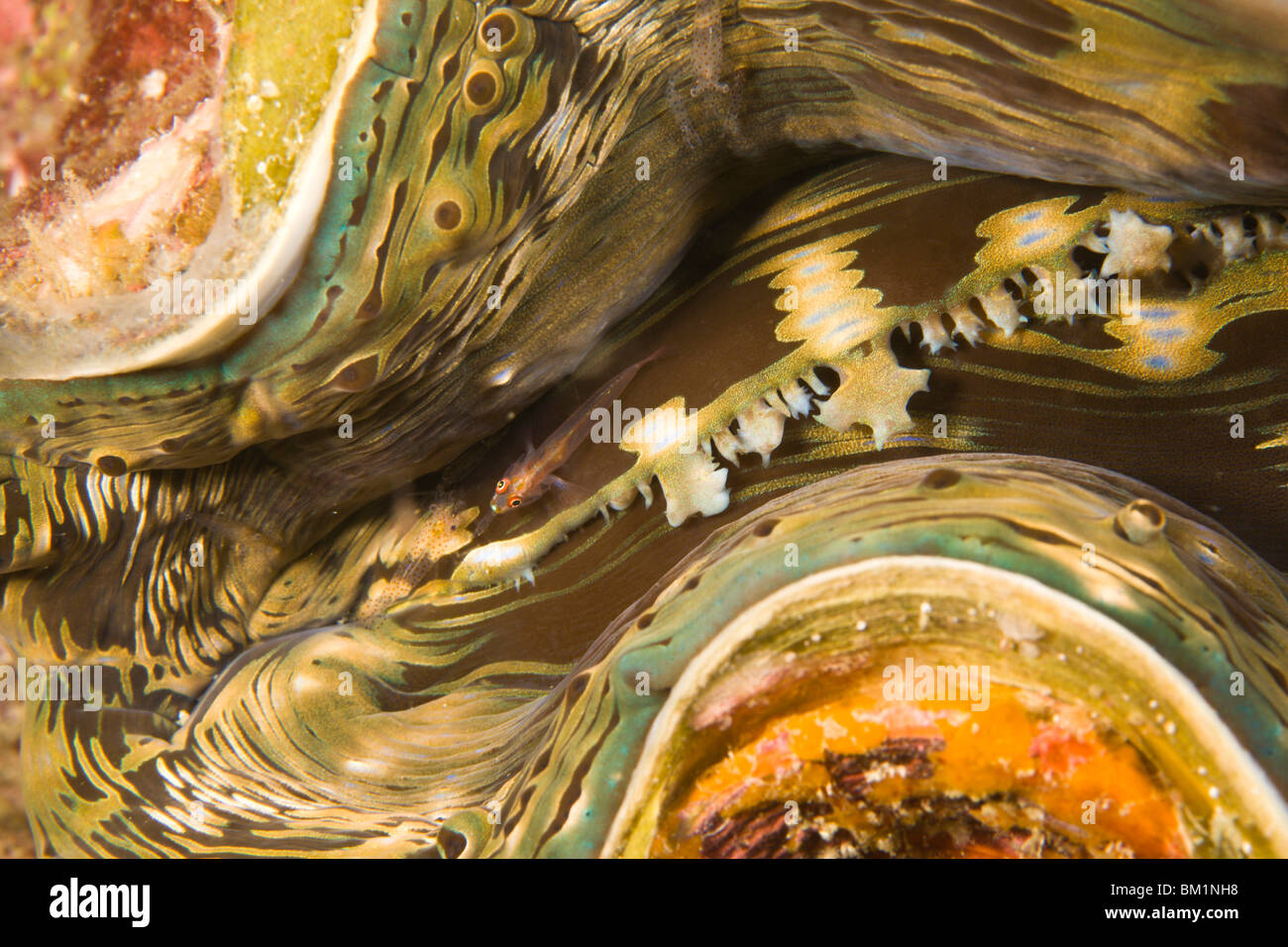 giant clam Tridacna squamosa scuba diving at night at Koh Bon Bay ...