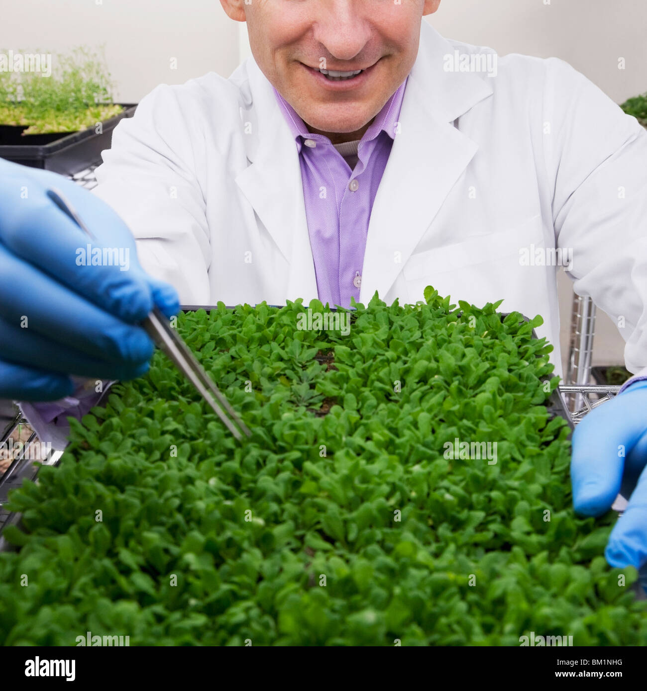 Scientist researching on plants in a laboratory Stock Photo - Alamy