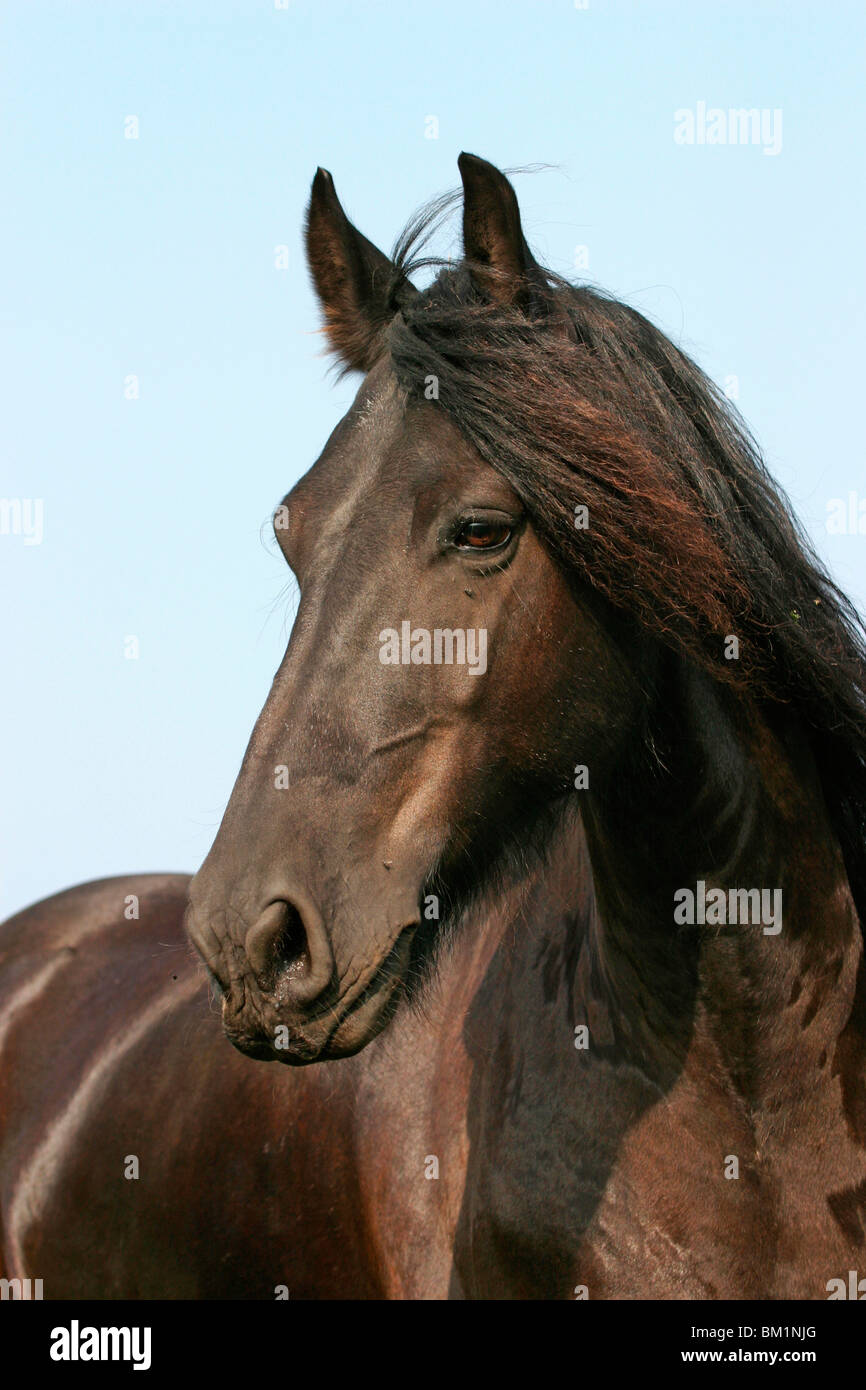 Friese im portrait friesian horse hi-res stock photography and images ...