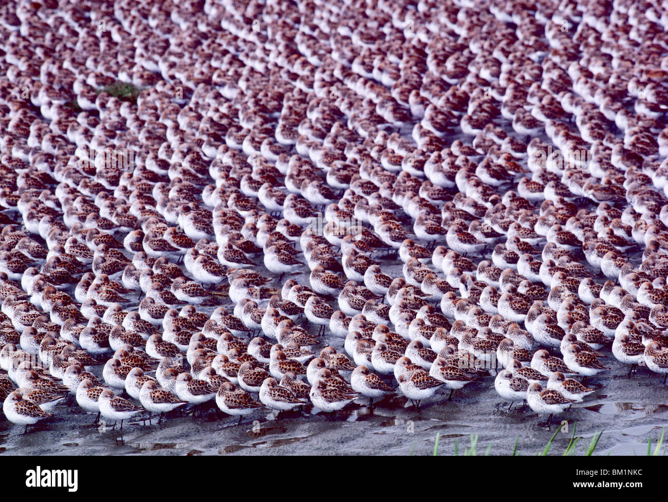 Western migration hi-res stock photography and images - Alamy