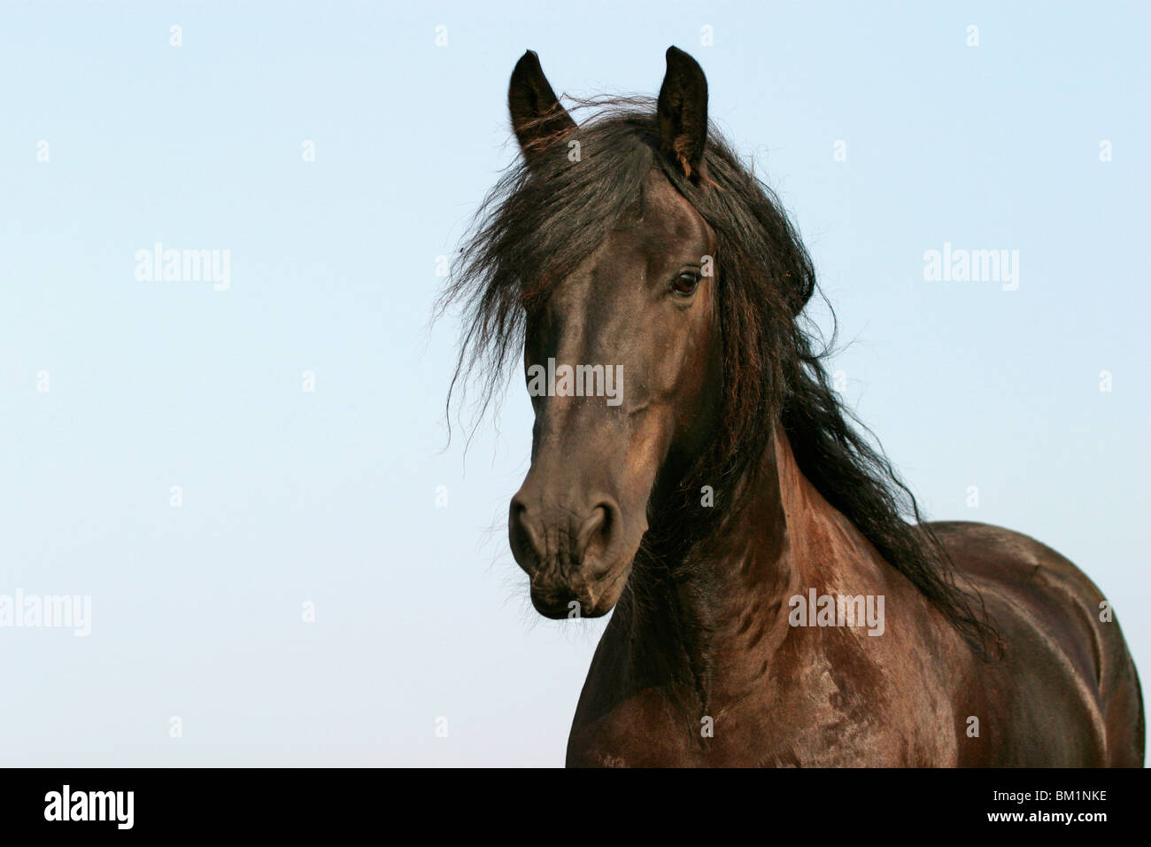 Friese im Portrait / Friesian Horse Portrait Stock Photo - Alamy