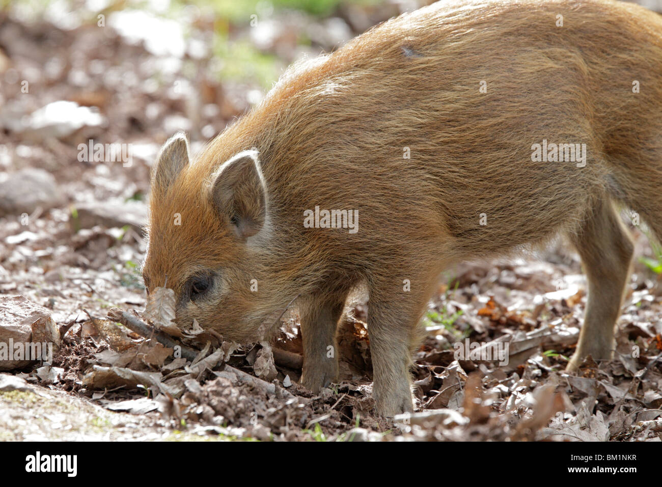 Wild Boar piglet rooting for food in the Forest of Dean Stock Photo - Alamy