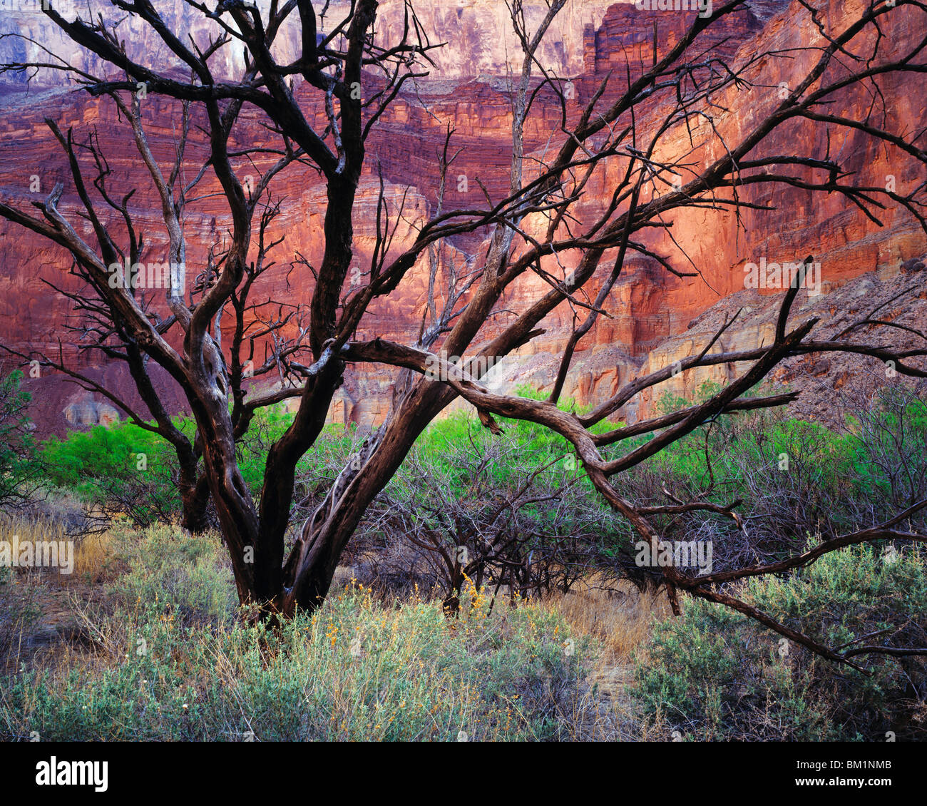 Catclaw Tree Snags Grand Canyon National Park Arizona Stock Photo - Alamy