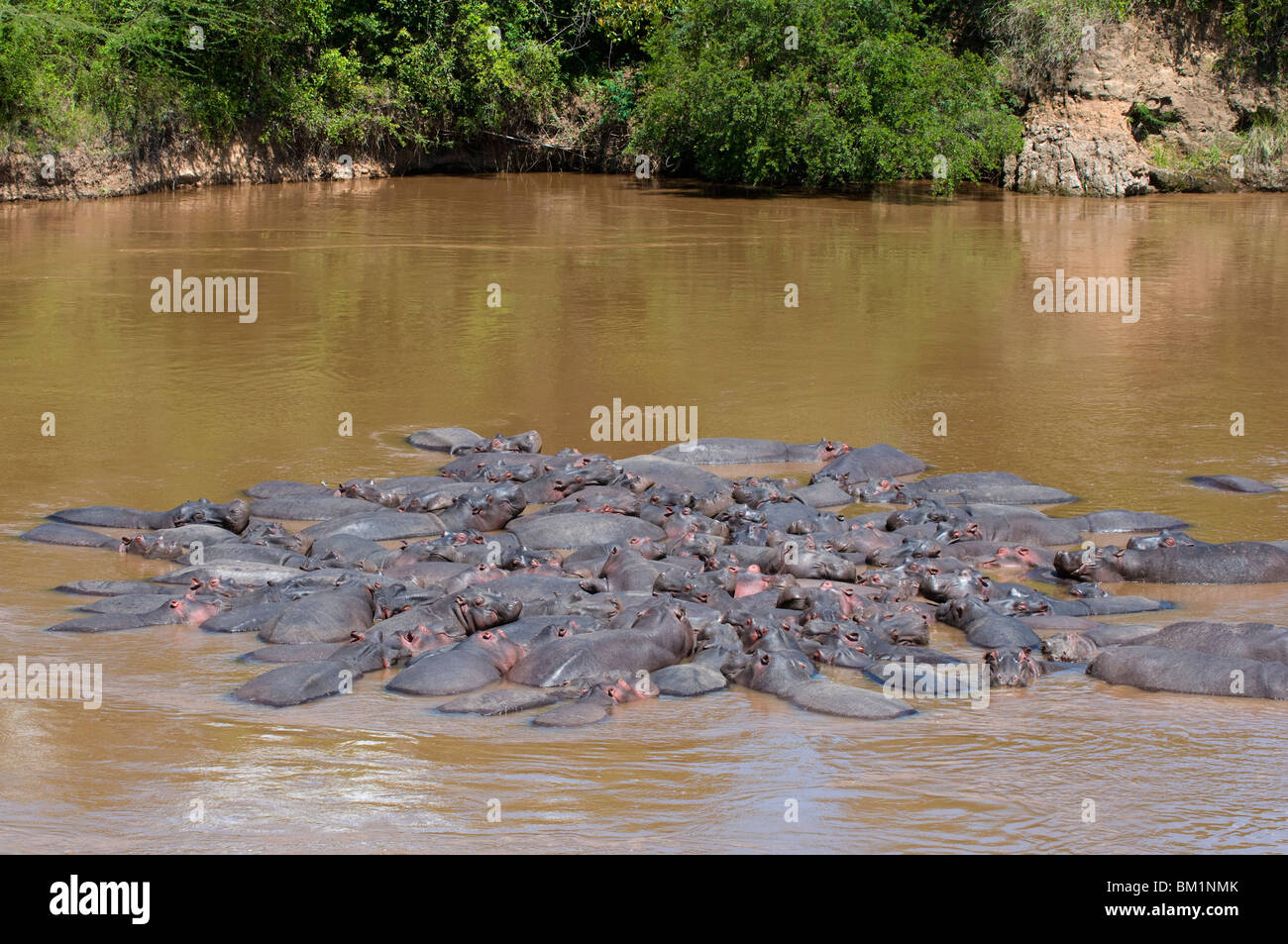 Hippopotamuses hippopotamus amphibius hi-res stock photography and ...