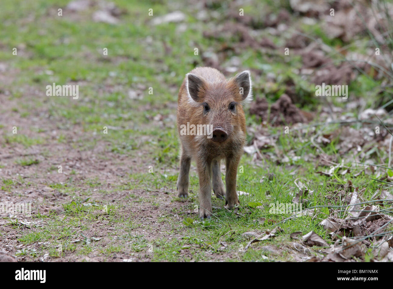 Wild Boar piglet in the Forest of Dean Stock Photo - Alamy