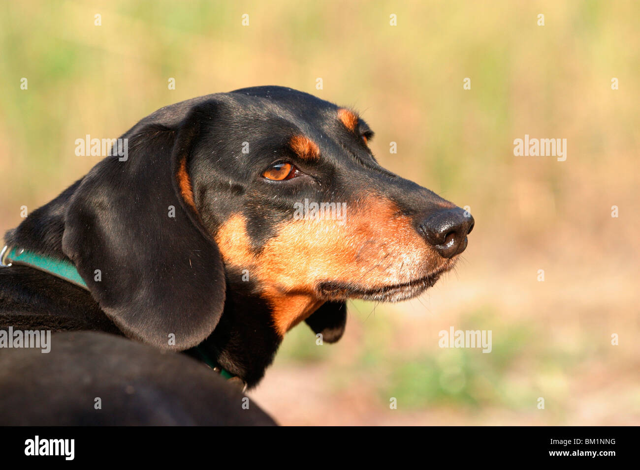 Dackel / Teckel / Dachshund Portrait Stock Photo - Alamy