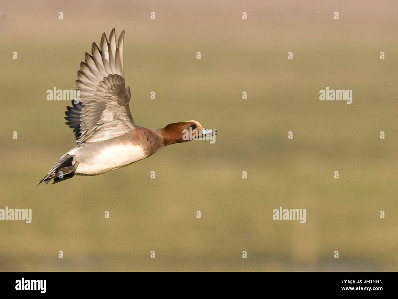 Wigeon In Flight Stock Photo - Alamy
