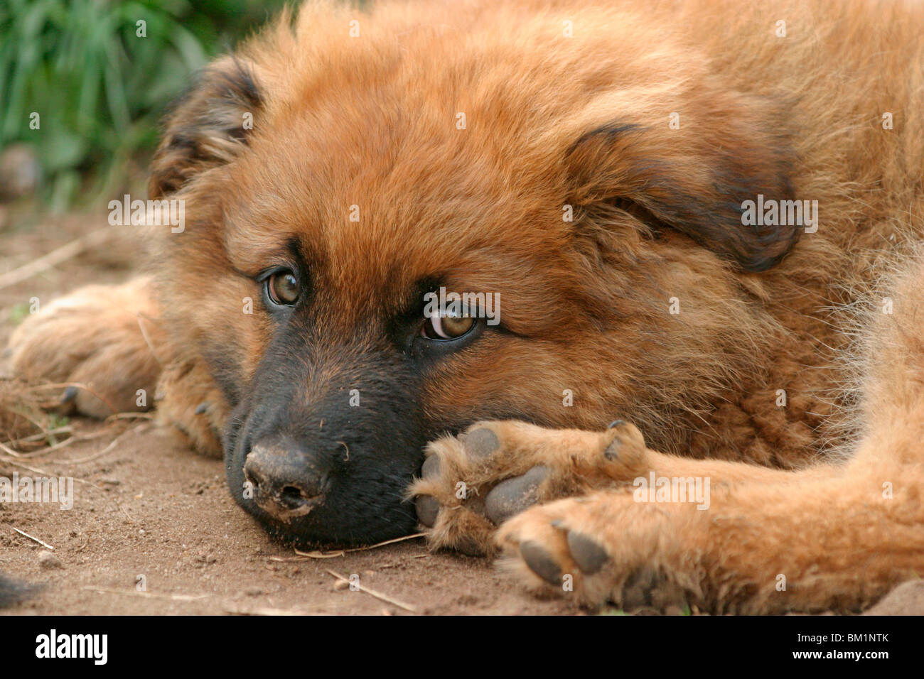 Dog harzer fuchs puppy hi-res stock photography and images - Alamy