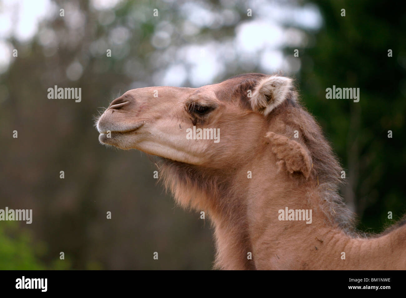 Kopf eines Dromedares / Dromedary head Stock Photo - Alamy