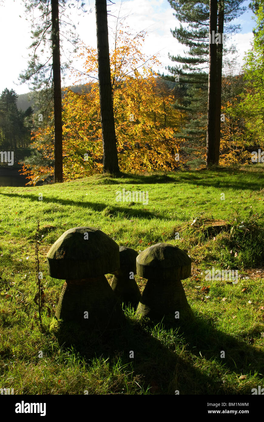 Sculpted wooden mushrooms near Fairholme visitor centre, Ladybower ...