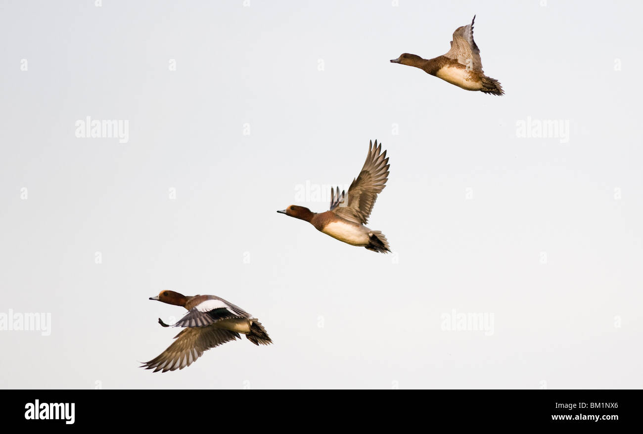 Wigeon In Flight Stock Photo - Alamy