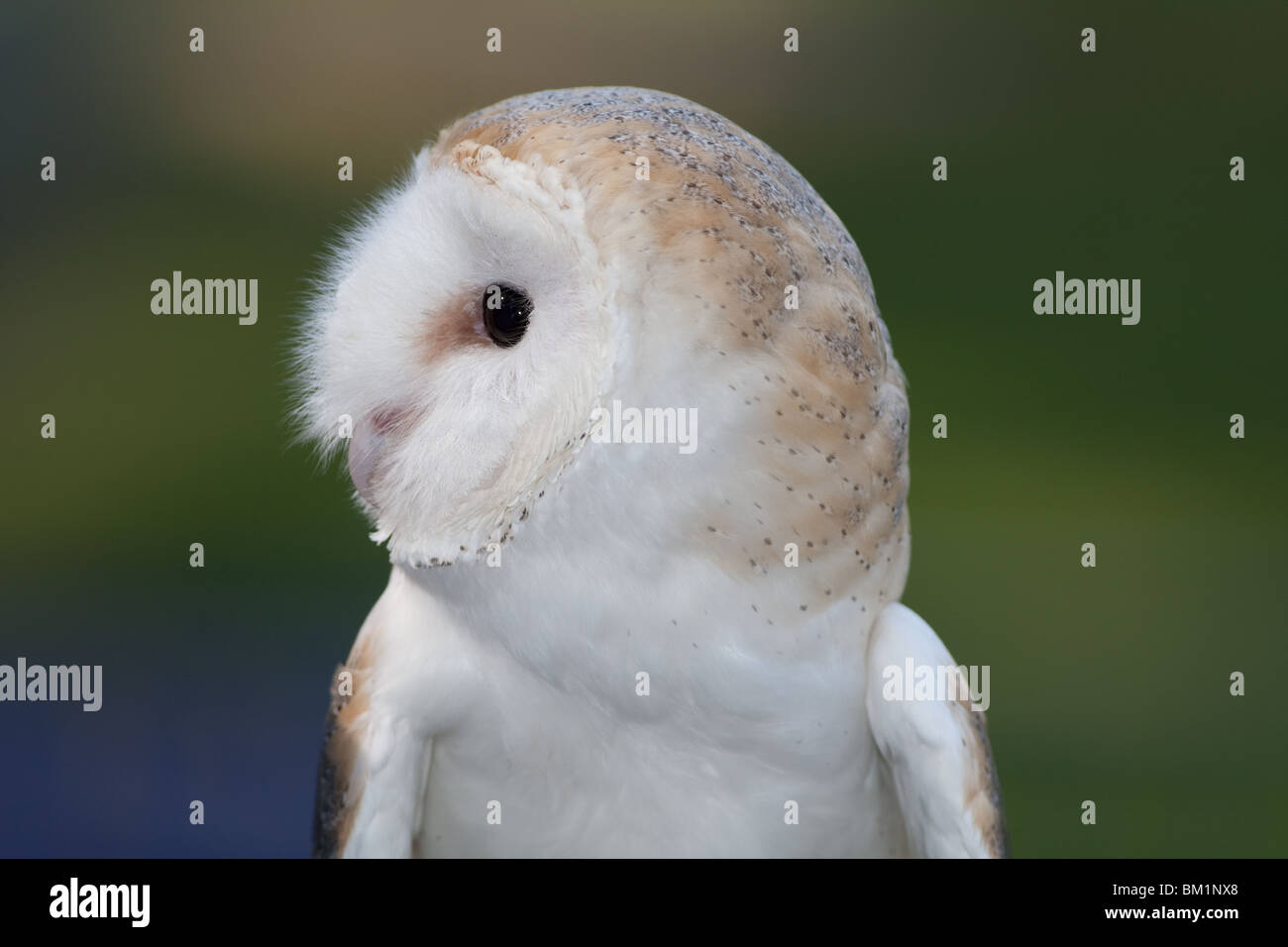 Barn Owl Portrait Stock Photo - Alamy