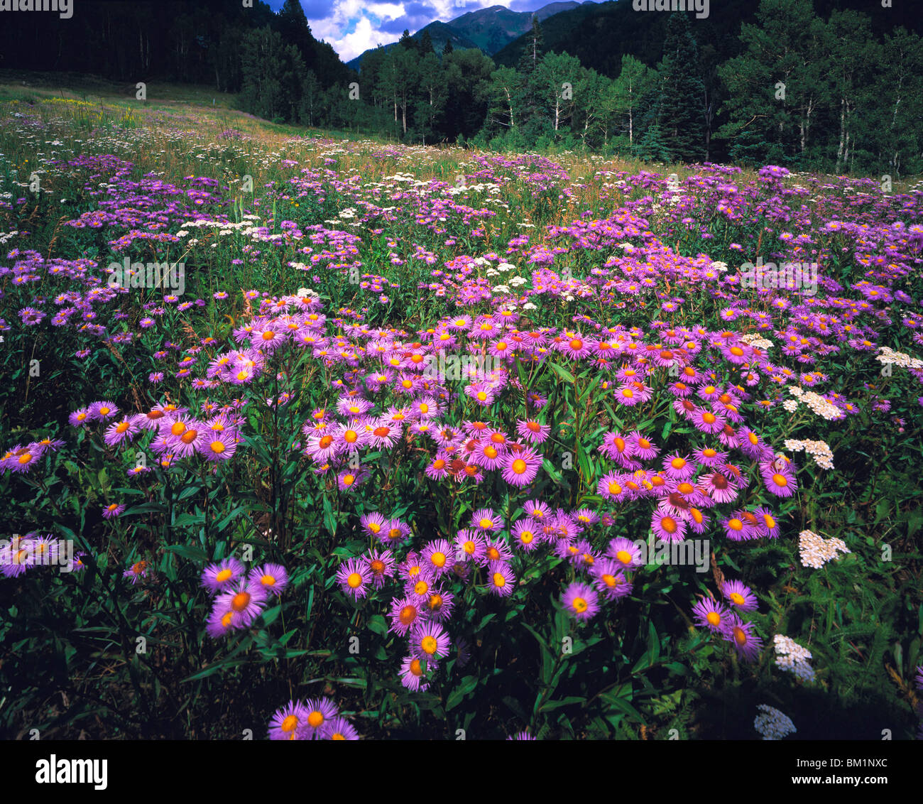 Showy Daisy San Juan National Forest Colorado Stock Photo - Alamy