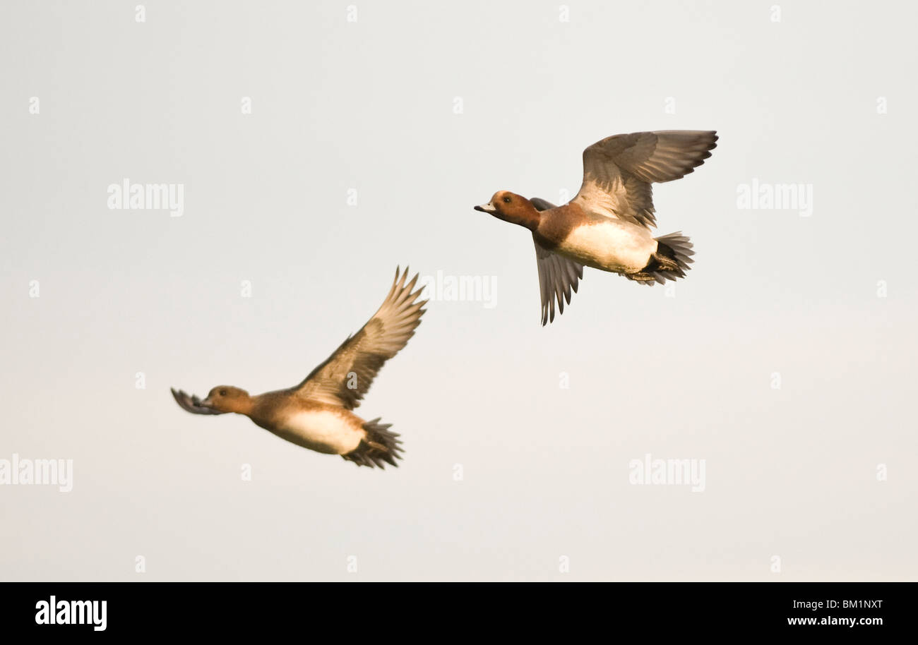Wigeon In Flight Stock Photo - Alamy
