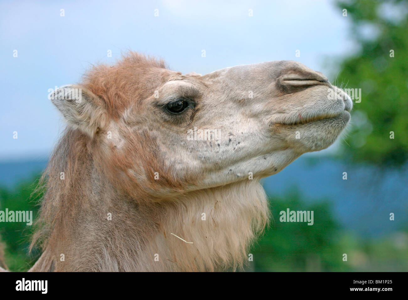 Kopf eines Dromedares / Dromedary head Stock Photo - Alamy