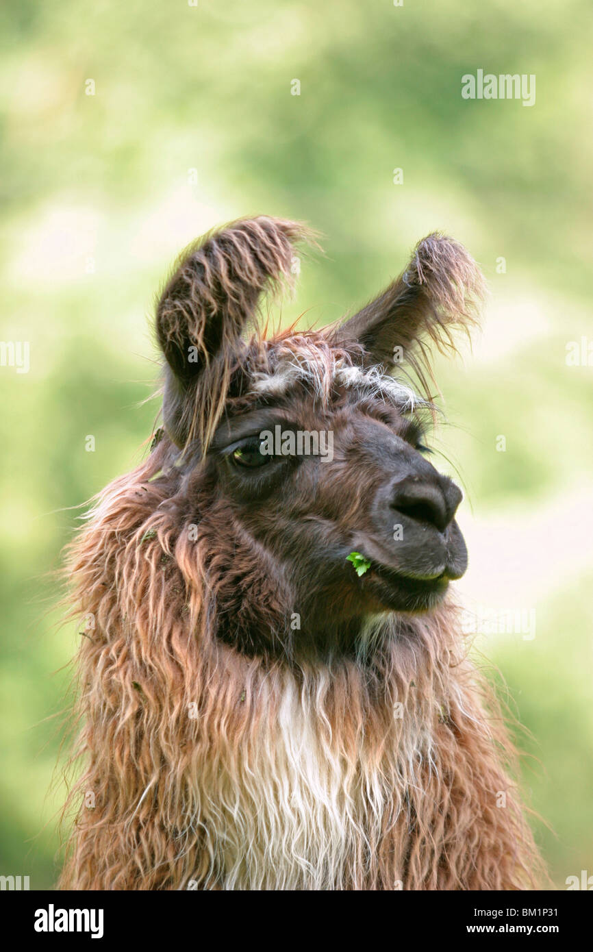 Alpaka Portrait / alpaca head Stock Photo - Alamy