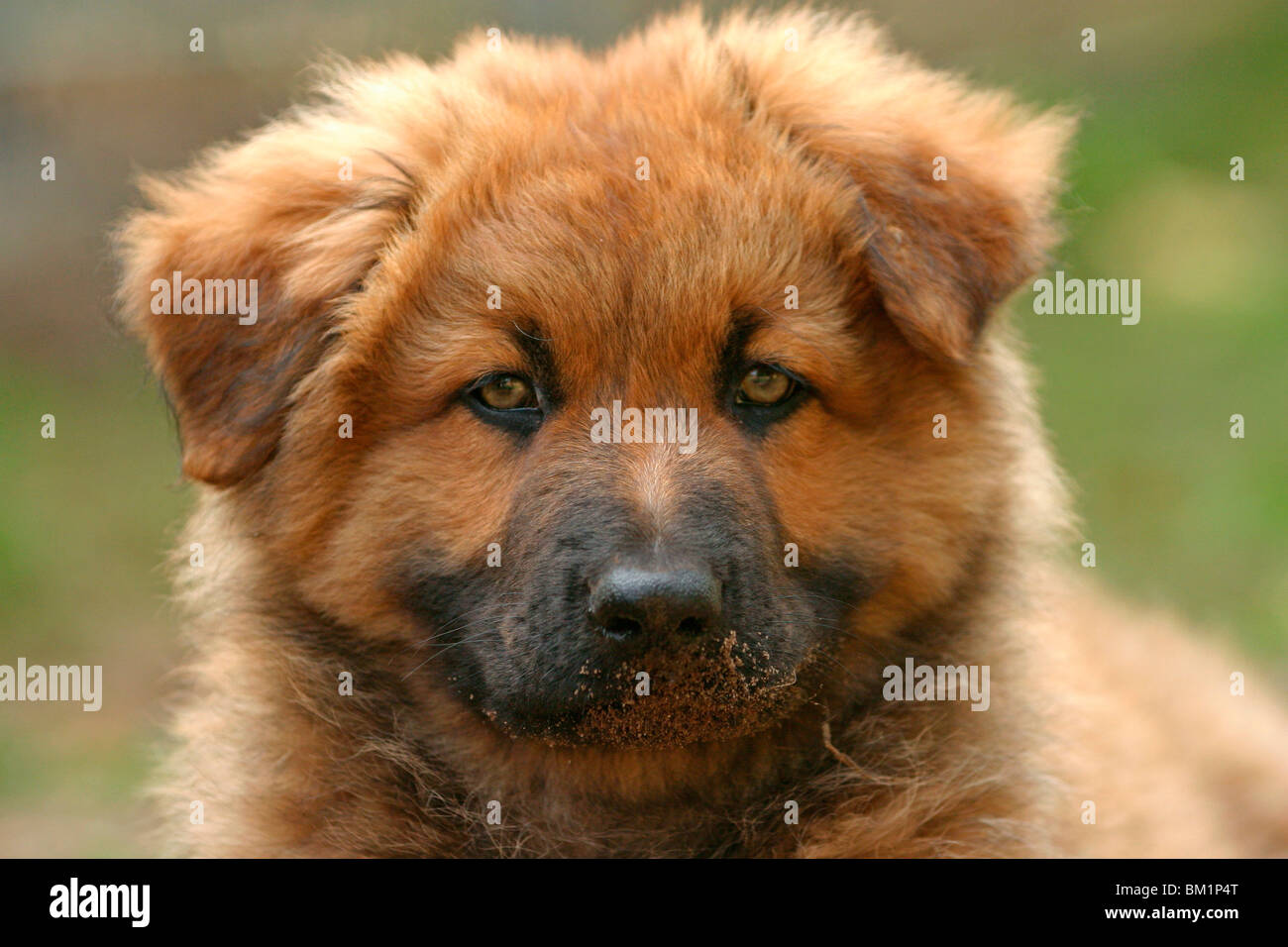 Harzer Fuchs Welpe / Puppy Stock Photo - Alamy
