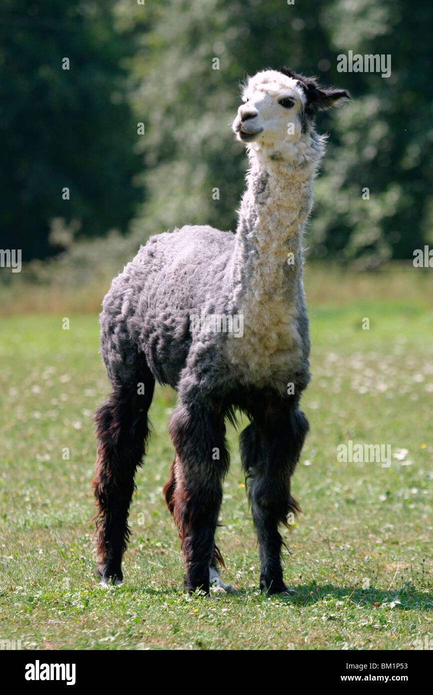 Stehendes alpaka hi-res stock photography and images - Alamy