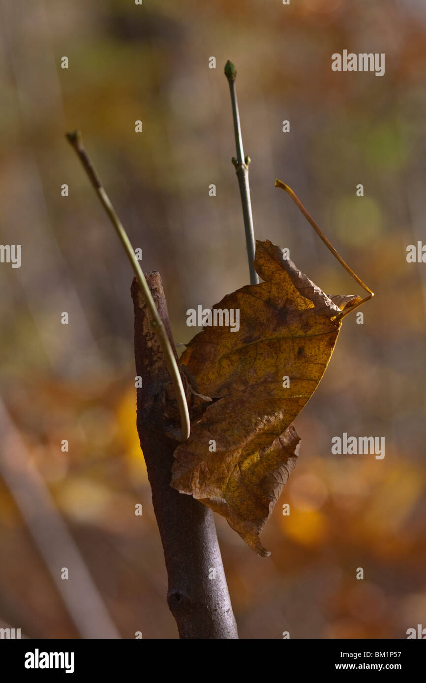 Fallen beech leaf caught by the next generation Stock Photo - Alamy