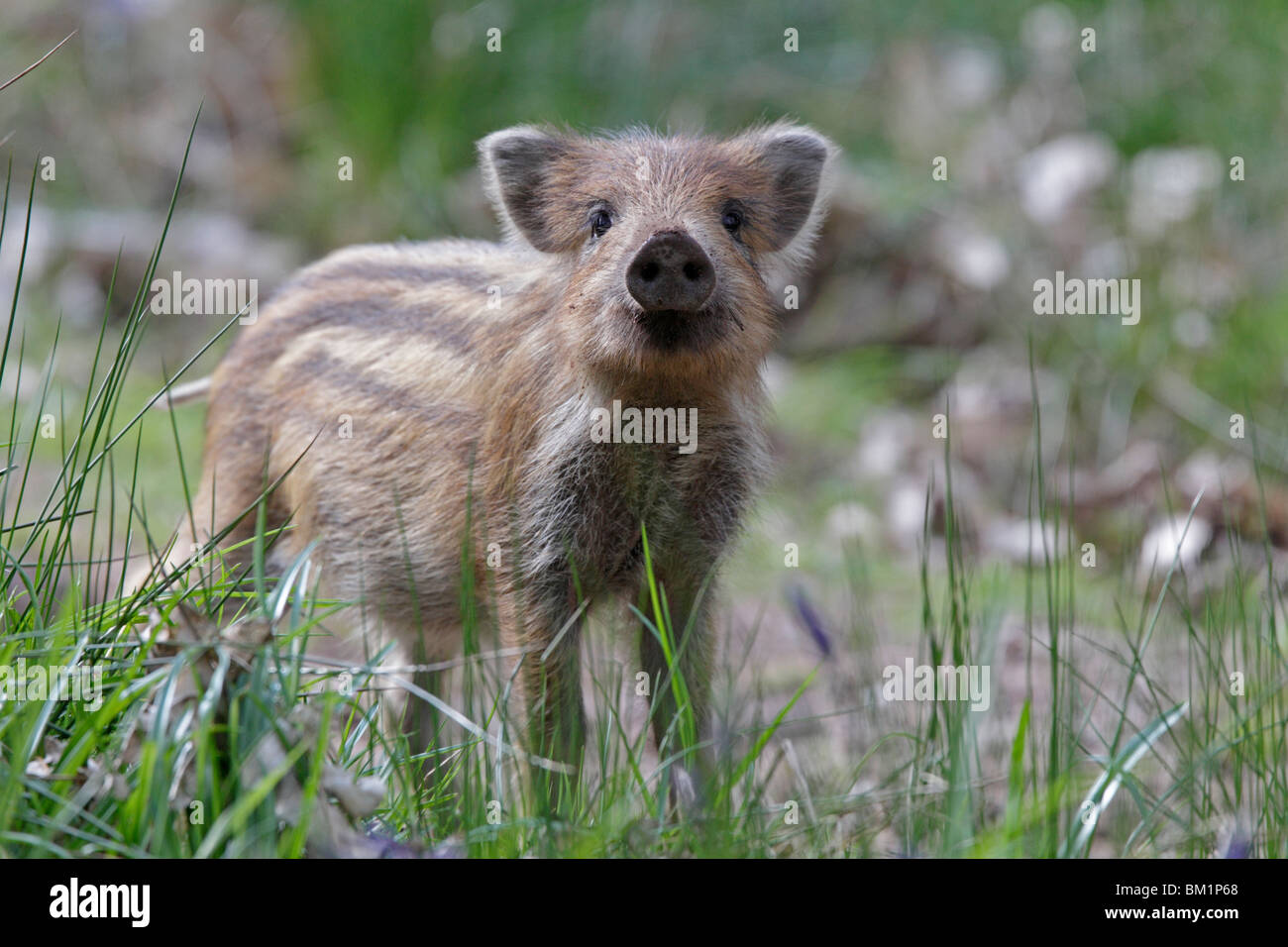 Wild Boar piglet in the Forest of Dean Stock Photo - Alamy
