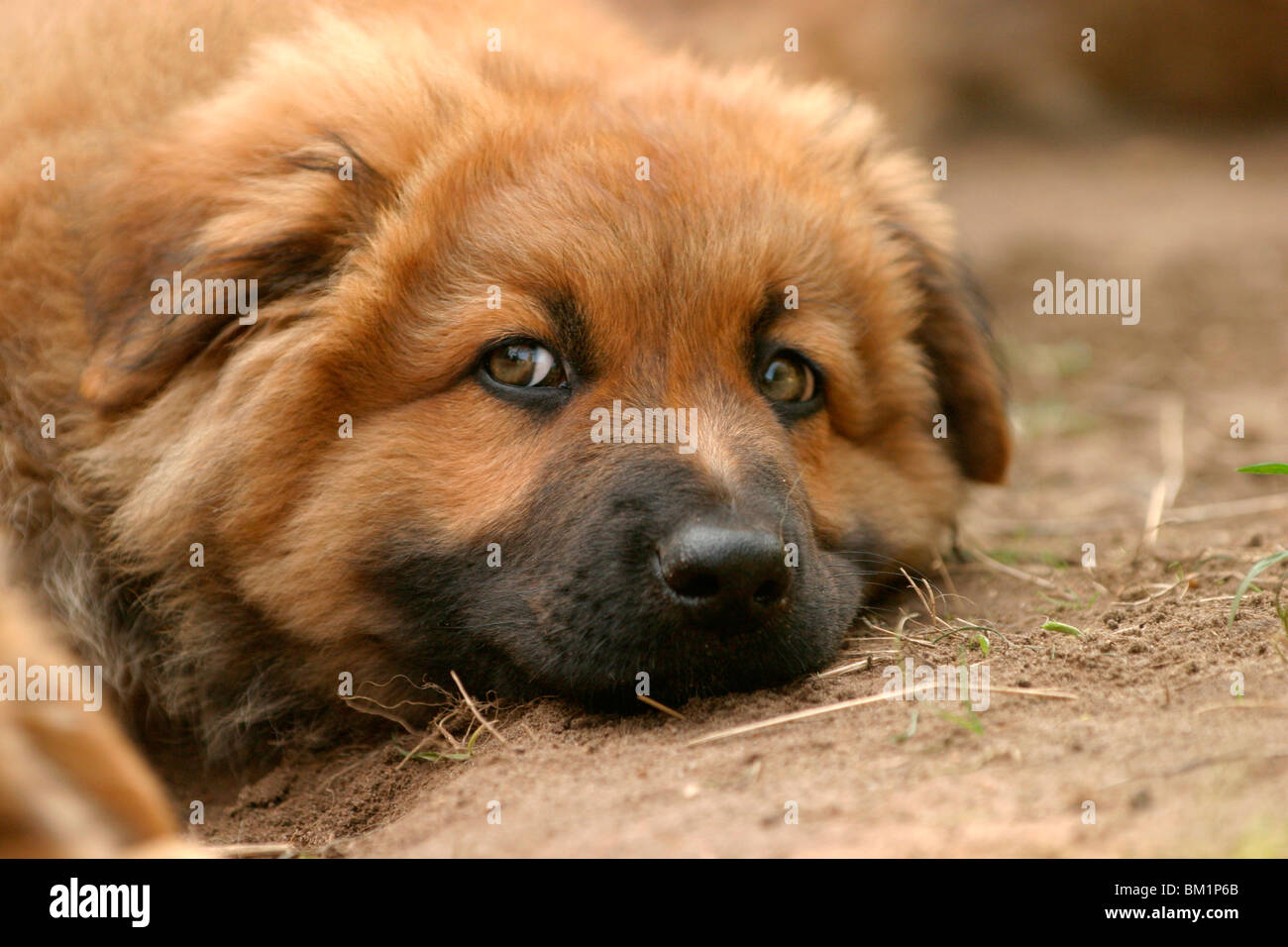 Harzer Fuchs Welpe / Puppy Stock Photo - Alamy