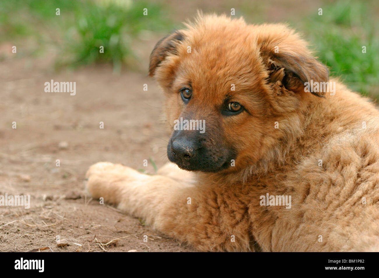 Harzer Fuchs Welpe / Puppy Stock Photo - Alamy