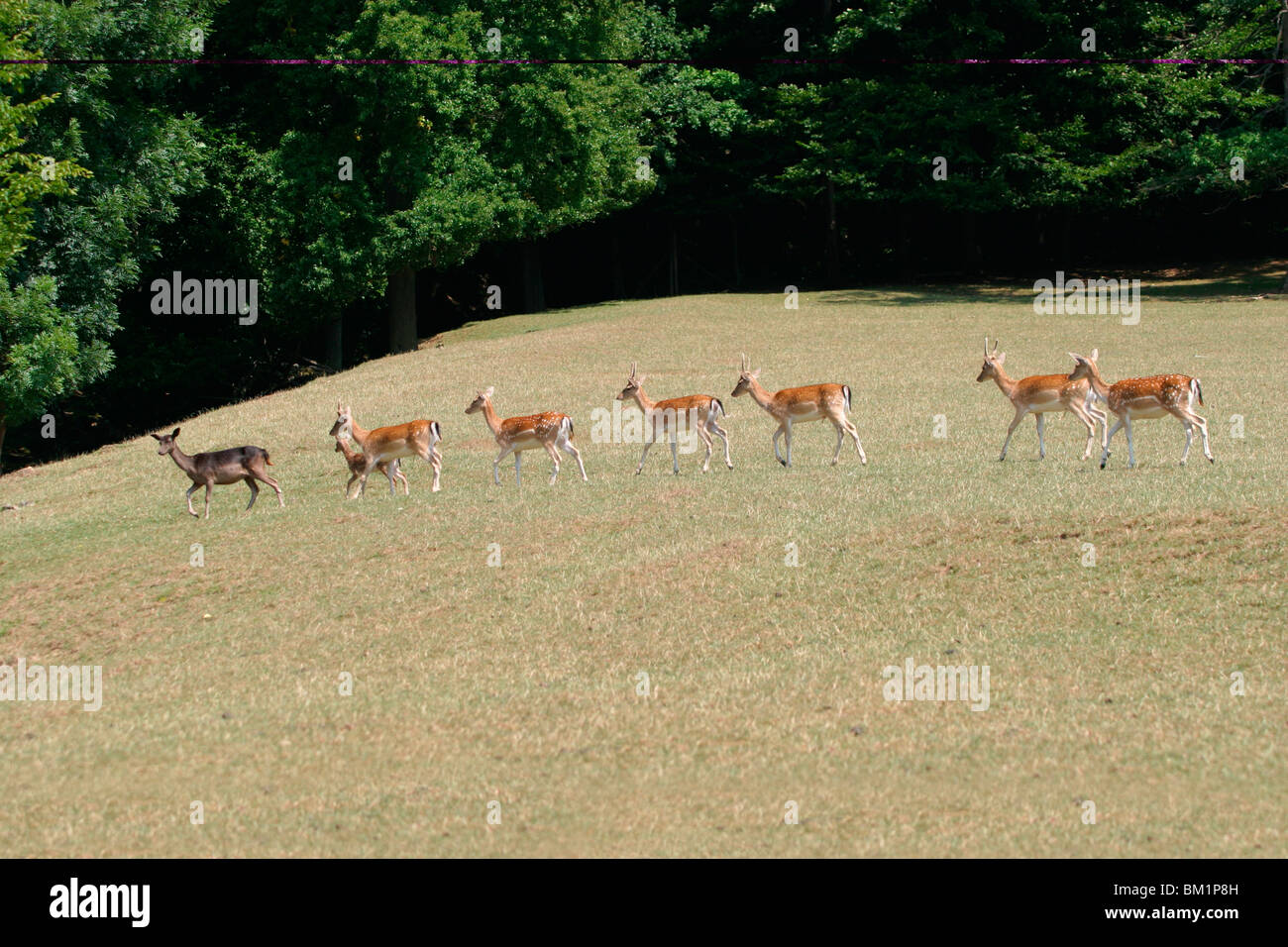 Damwild / fallow deer Stock Photo - Alamy