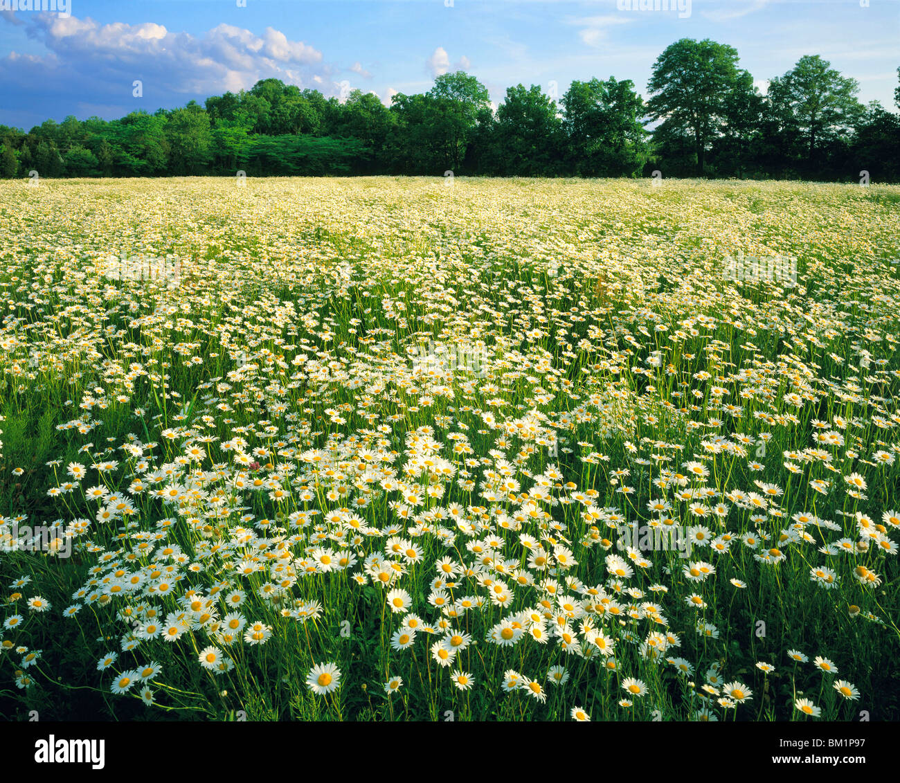 Daisy Field Photography