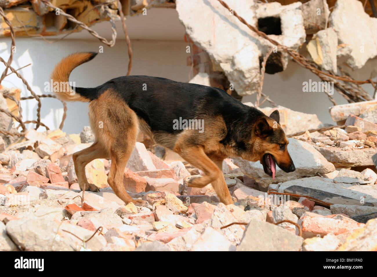 Rettungshund beim Training / rescue dog Stock Photo - Alamy