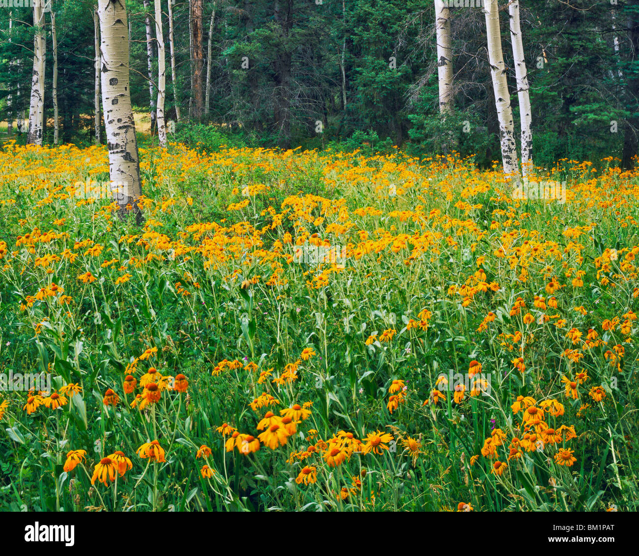 Blossoms of sneezeweed hi-res stock photography and images - Alamy