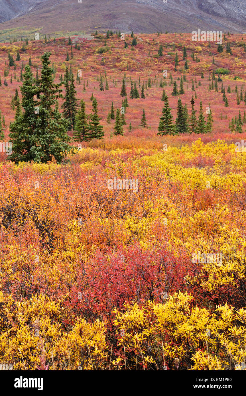 Alaska tundra denali hi-res stock photography and images - Alamy