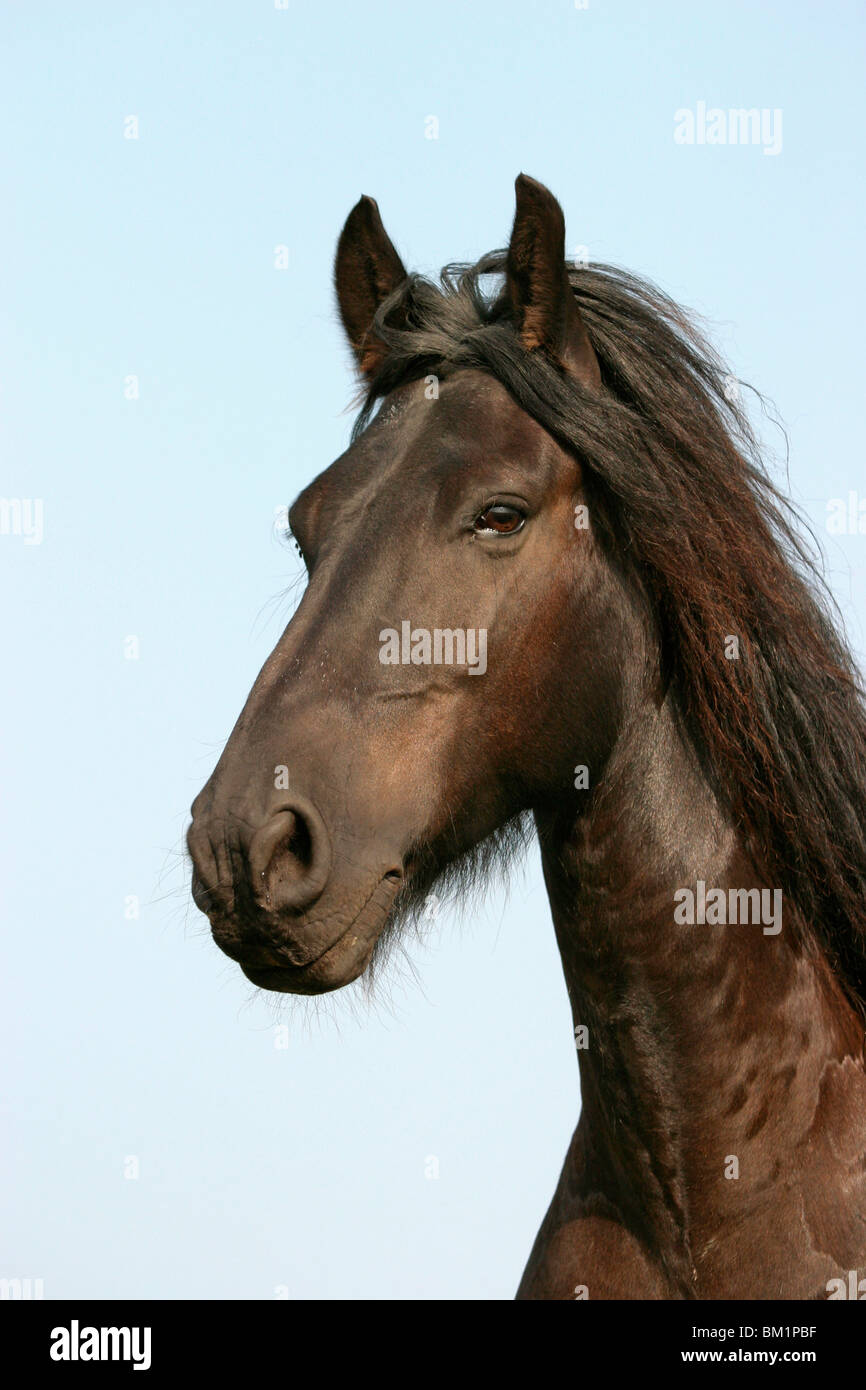 Friese im portrait friesian horse hi-res stock photography and images ...
