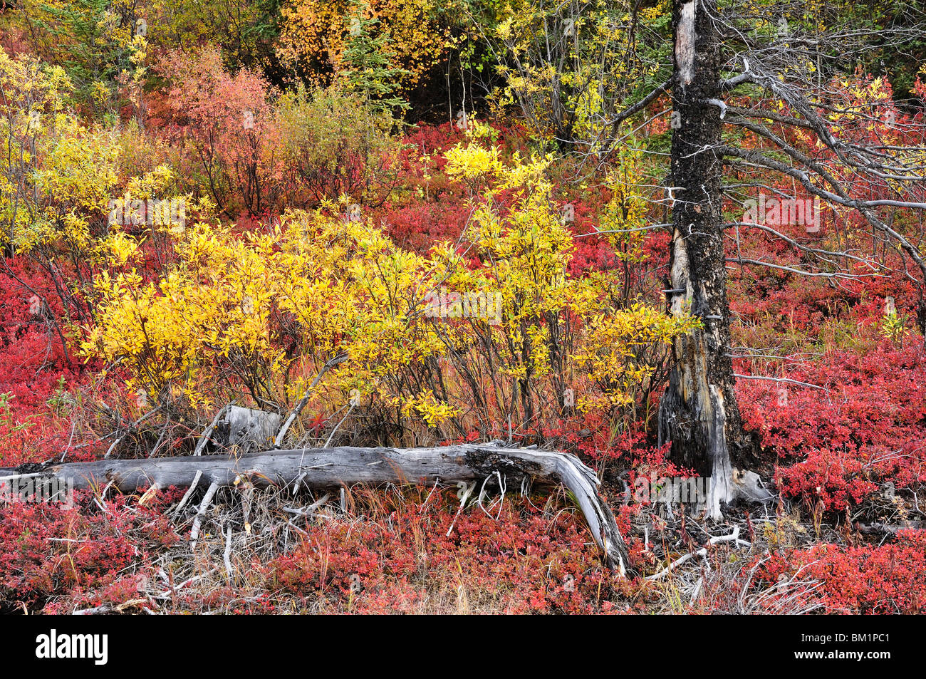 Autumn tundra, Denali National Park and Preserve, Alaska, United States ...