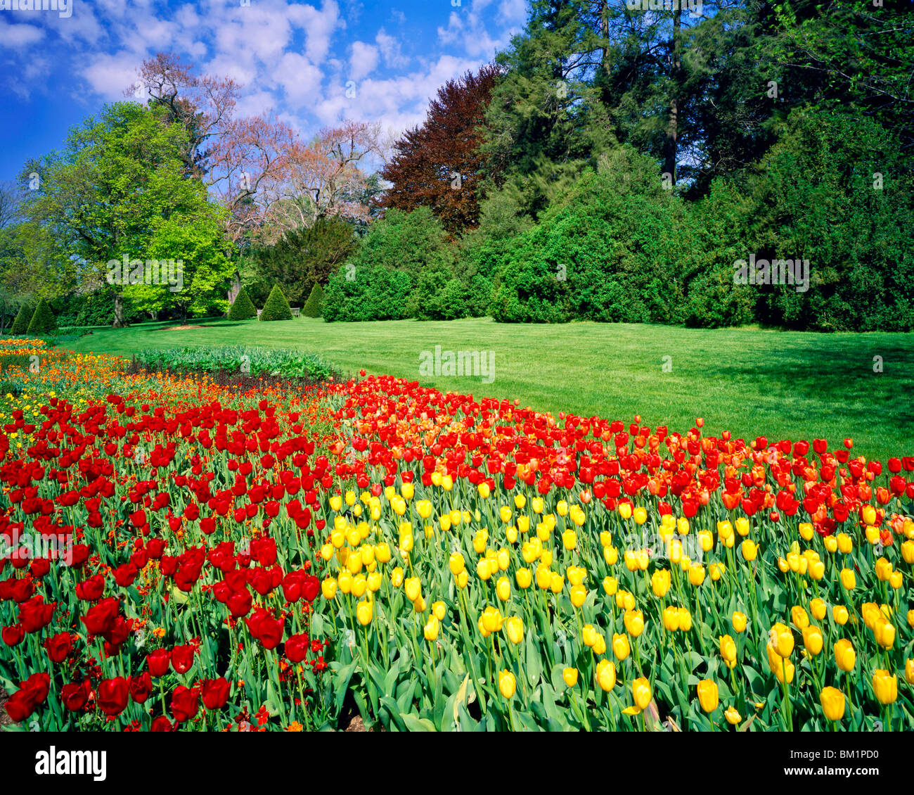 Spring Tulips at the Historic Longwood Gardens on the Du Pont Estate ...