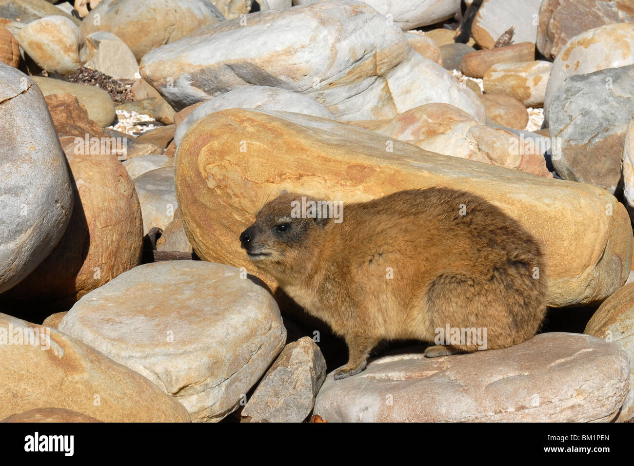 Dassie High Resolution Stock Photography and Images - Alamy