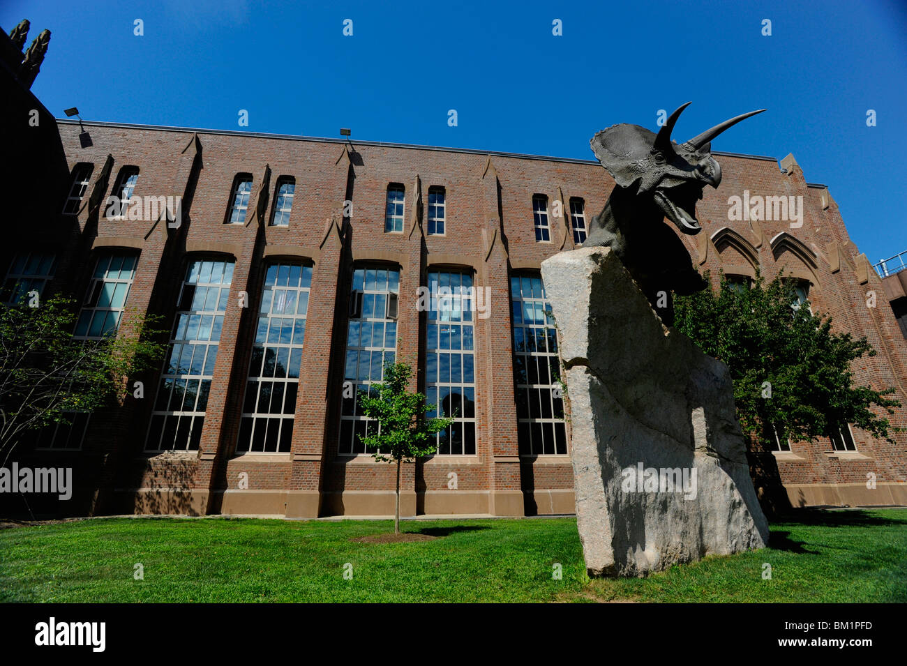Peabody Museum, New Haven, Connecticut. Torosaurus Latus sculpture by ...