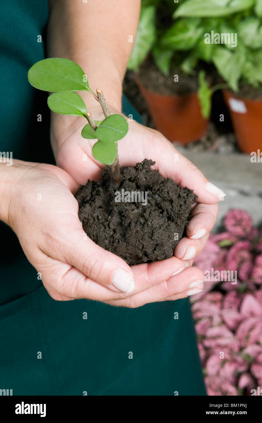 Woman holding a sapling in a greenhouse Stock Photo - Alamy